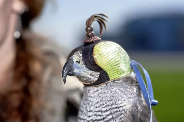 Photo №4 - aviation ornithologists: hawk saves aircraft