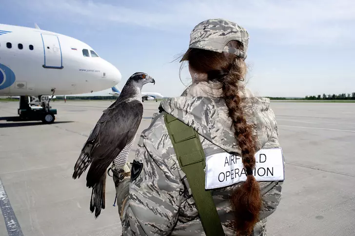 Photo №6 - aviation ornithologists: hawk saves aircraft