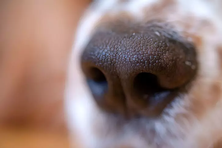 Снимка №1 - създадена програма, която разпознава кучето на пръстовия отпечатък на носа