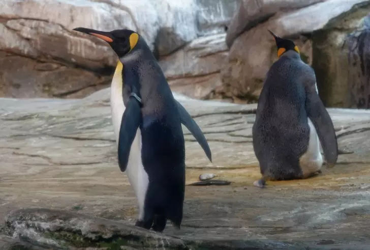 Foto №1 - Penguin Berlin sedang menunggu anak