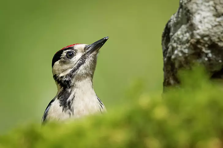 Larawan №1 - Zoology: Well, ikaw at ang Woodpecker!