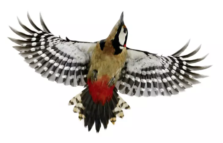 Photo №2 - သတ္တဗေဒ: ကောင်းပြီ, သင်နှင့် Woodpecker!