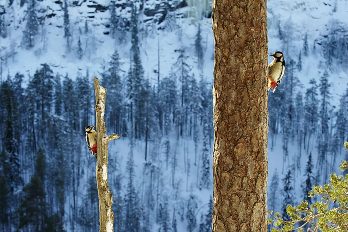 Mynd №4 - Zoology: Jæja, þú og Woodpecker!