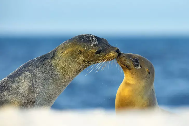 Seals: Family Mazingira