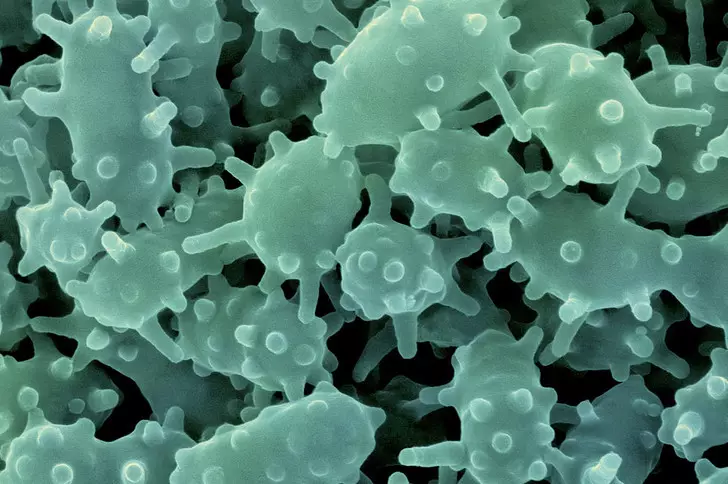 Foto number 3 - tegev ettevõte: kuidas bakterid viivad inimesi