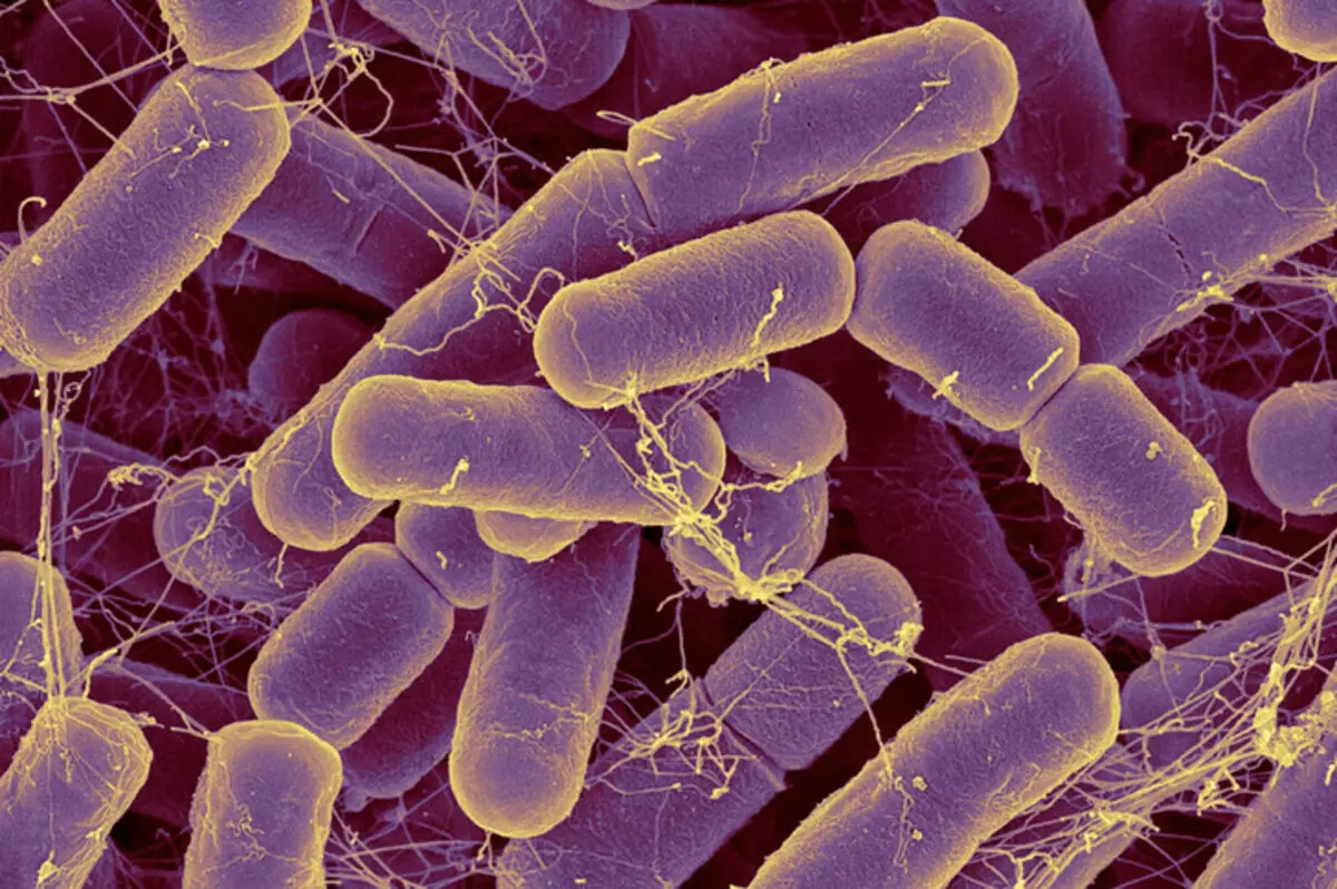 Foto Nomor 4 - Perusahaan Manajemen: Bagaimana Bakteri Memimpin Orang