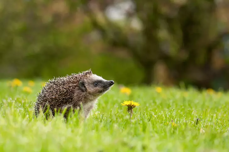 Photo №1 - Izinganekwane Ezikhukhuleke: Amaqiniso ayi-12 kanye nama-fudges mayelana ne-hedgehog