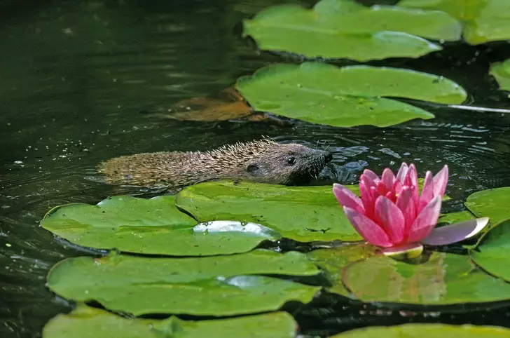 Foto №16 - Sannging Myths: 12 fakte ja fudges umbes hedgehog