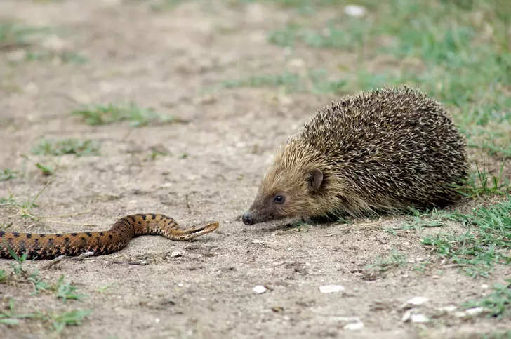 Ifoto ¶18 -intsomi yeentsomi: Iinyani ezili-12 kunye neFudges malunga ne-hedgehog