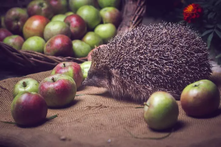 Ifoto №7 -intsomi yeentsomi: Iinyani ezili-12 kunye neflegi malunga ne-hedgehog