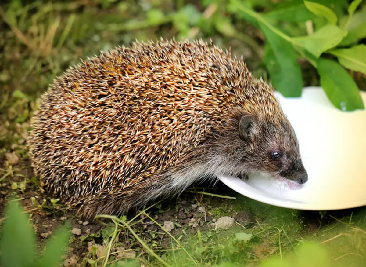 Fọtò №9 - Tangle myths: 12 Awọn otitọ ati awọn oniruru nipa Hedgehog