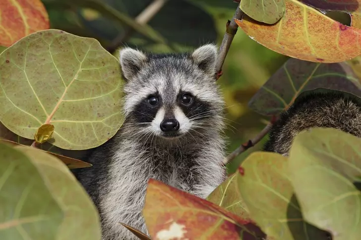 Fọto №1 - Adamu Oninugbo: Bawo ni Raccoons gba agbaye