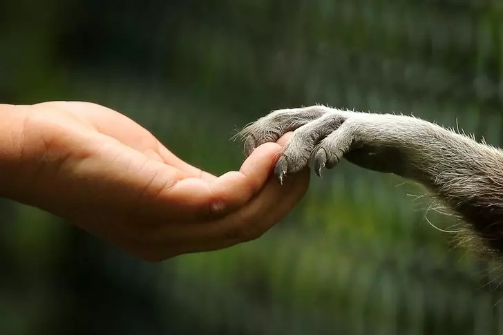 Foto №2 - Adaptación del genio: Cómo los mapaches capturaron el mundo