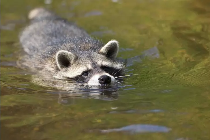 Foto número 4 - Adaptación Genio: Cómo los mapaches capturaron el mundo