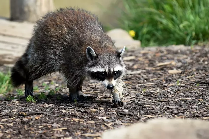 Fọtò №№ - Pration Pration: Bawo ni Raccoons gba agbaye