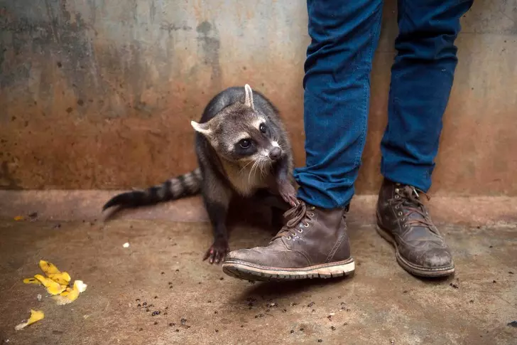 Foto №7 - Genio de adaptación: cómo los mapaches capturaron el mundo