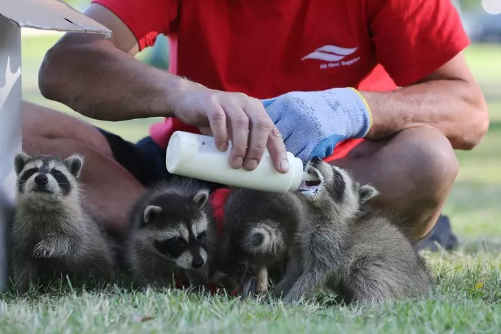 Foto №8 - Adaptación del genio: Cómo los mapaches capturaron al mundo