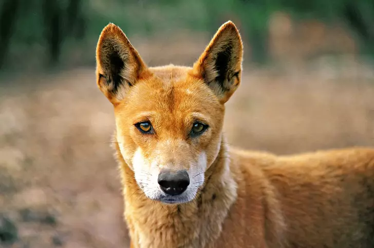 Dingo: Honde met wolf kaartjie
