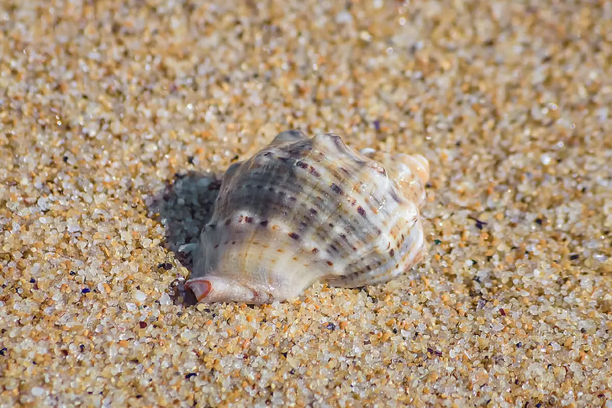 Photo number 5 - Uninvited guests: how animal migrants destroy everything in their path