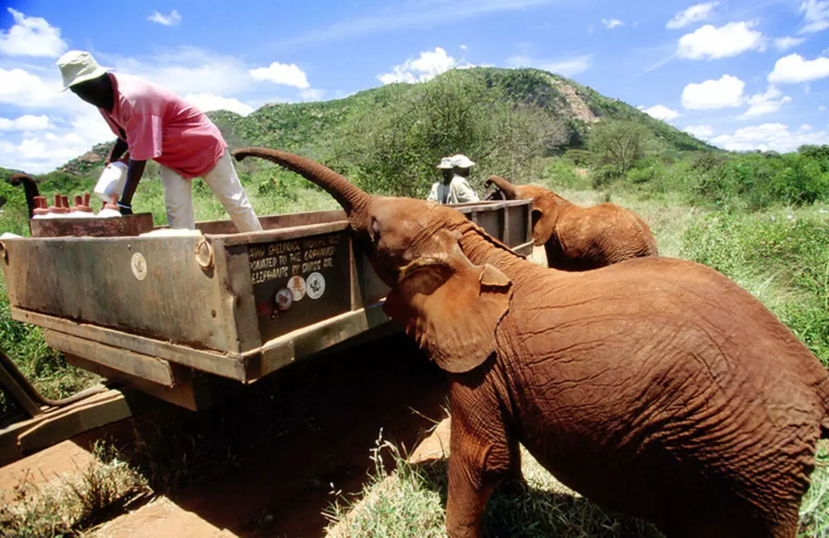 FOTO NUMMER 3 - Yn 'e wrâld fan minsken en bisten: Hoe yn Kenya jou de plicht werom