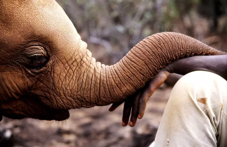 Foto nommer 8 - In die wêreld van mense en diere: Hoe in Kenia gee die plig tot die natuur terug