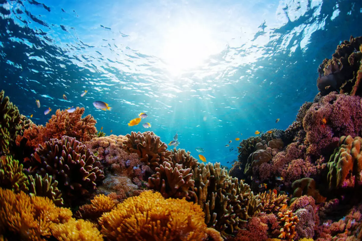 Foto número 1 - Economía sombría: os principais habitantes dos arrecifes de coral e os seus papeis na sociedade subacuática