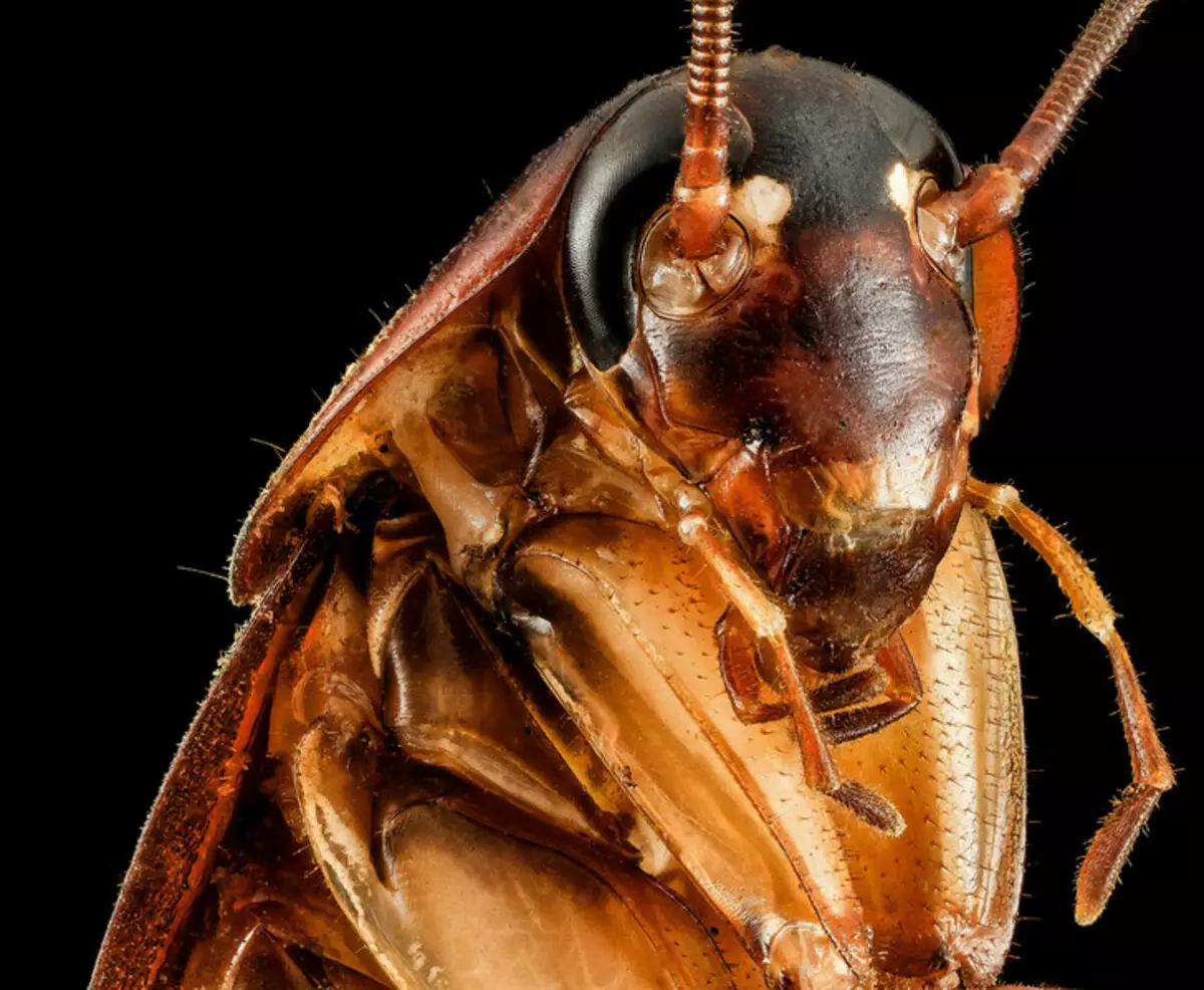 Slika №1 - Doktor Zlo: Zakaj niti visoke tehnologije XXI stoletja niti izkušnje generacij pomagala uničiti ščurke