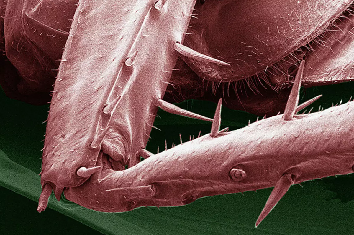 Slika №2 - Doktor Elil: Zakaj niti visoke tehnologije XXI stoletja niti izkušnje generacij pomagala uničiti ščurke