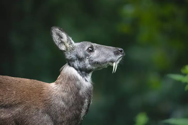 Φωτογραφία №1 - Umchi Me, Deer; Savle-Toothed Deer; Πού και πώς να βρείτε ένα μυστηριώδες kabgar