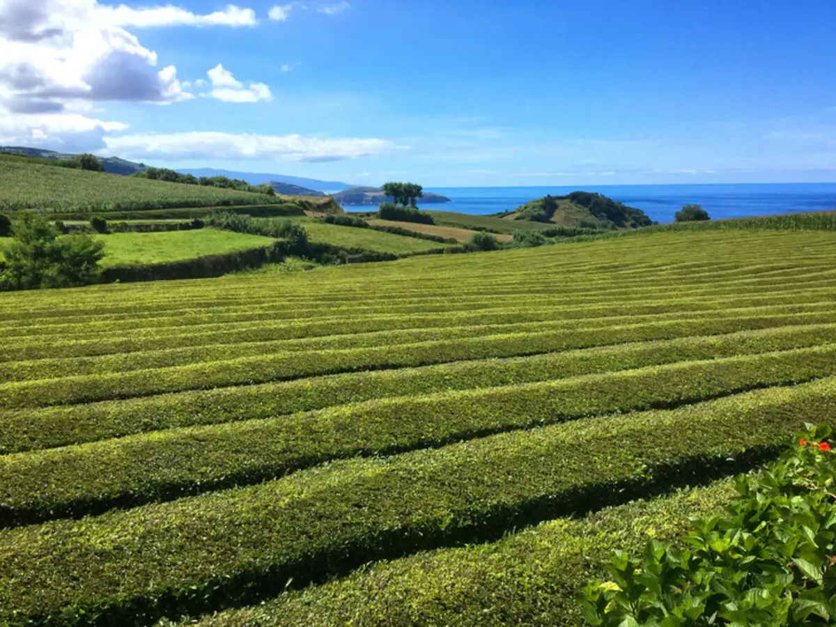 Rhif Llun 7 - Ar Goll yn y Cefnfor: 7 Ffeithiau am yr Azores