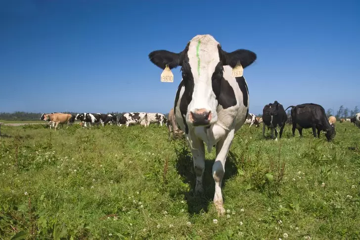 Attēls №1 - kuņģī, govis atraduši mikroorganismus, kas spēj izdalīt plastmasu