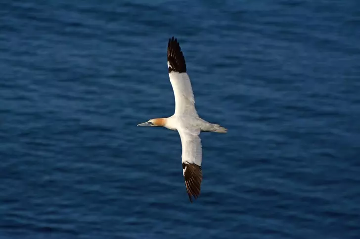 Poto №1 - jangjang hideung ngabantosan manuk laut cicing di udara