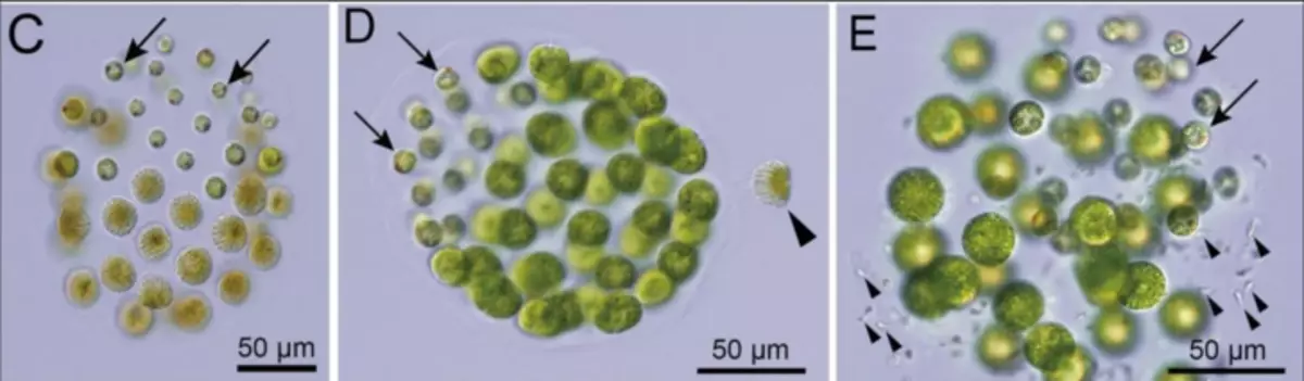 Hoto №2 - Masana kimiyya sun gano hanyoyi uku da algae