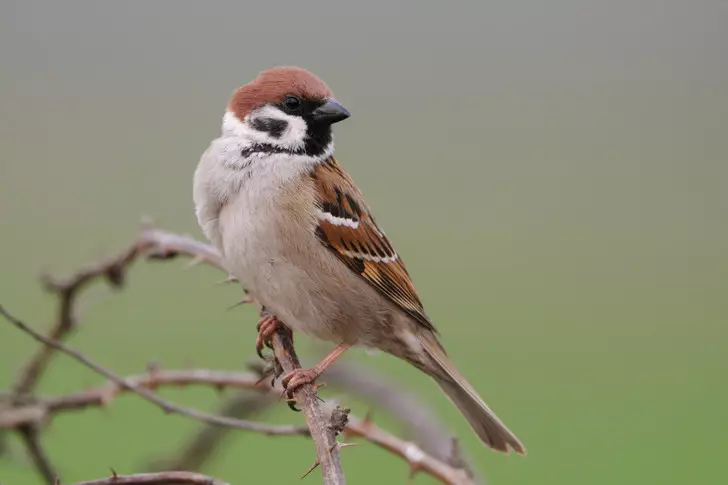 Ritratt №1 - Ġirien Inviżibbli: 5 Fatti notevoli dwar Sparrows