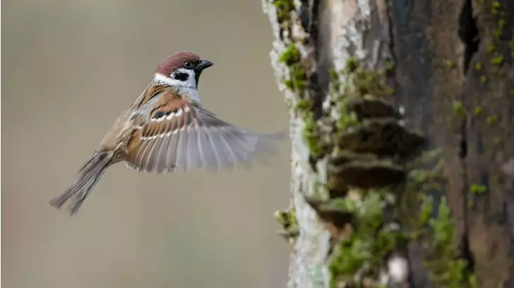 Foto №2 - TepleBours sing ora katon: 5 Fakta sing luar biasa babagan Sparrows
