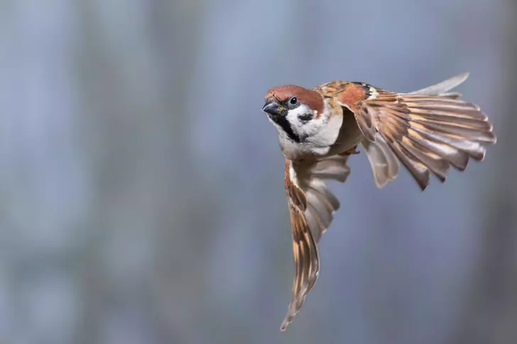 Foto Nombor 3 - Jiran-jiran yang tidak kelihatan: 5 Fakta yang luar biasa mengenai Sparrows