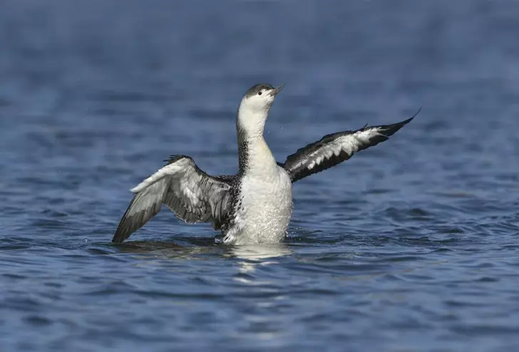 Argazkia №3 - Oxigeno gabe kudeatuko dugu! Fauna basatien munduko urpekari paregabeak