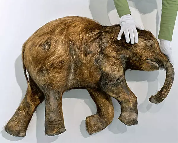Foto №5 - a segunda vida de mamute