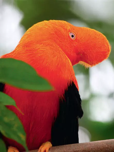 Photo Number 1 - Bird Plush Beak
