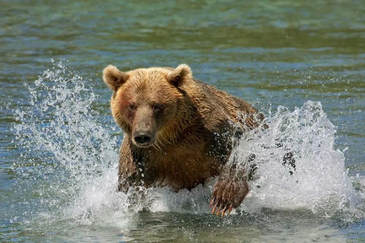 Foto №4 - Urso de pesca. Relatório do Lago Co