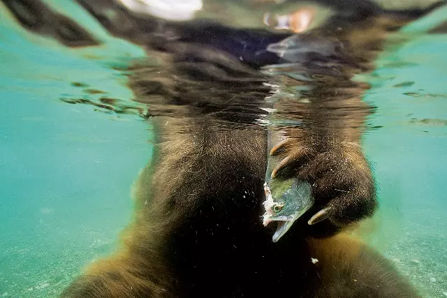 Foto No. 6 - Beruang Memancing. Laporan Danau Co