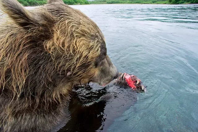 Photo sayı 7 - Bear Fishing. Lake Co xəbər