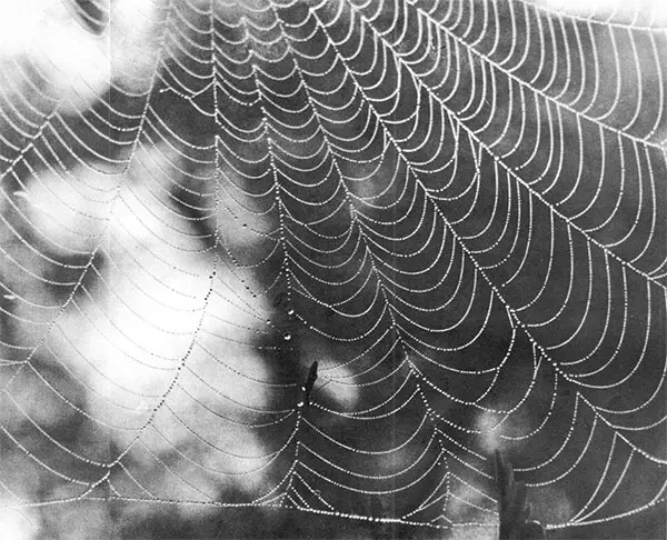 Foto №1 - kāpēc Spider Web?