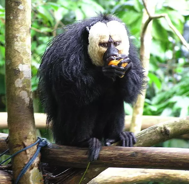 Фото №1 - Мавпи не люблять банани