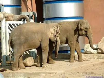 Immagine №1 - Un elefante morto nello zoo di Mosca