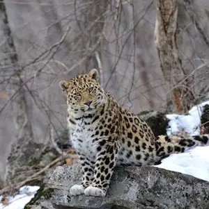 Número de foto 1 - Un leopardo raro tiene un nombre