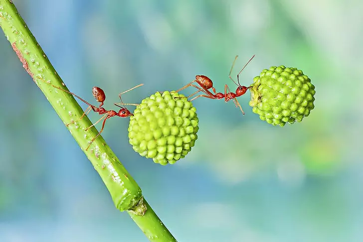 Zakoni mrava: kao što su mravi naučili da rade sa apstraktnim konceptima i biraju profesiju