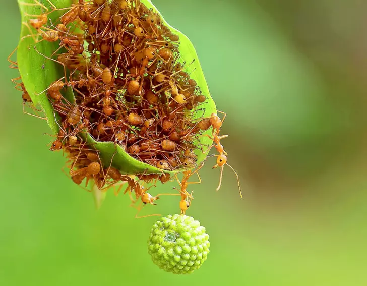 फोटो नंबर 2 - एंथिल के कानून: चींटियों ने अमूर्त अवधारणाओं के साथ काम करना और पेशे का चयन करना सीखा