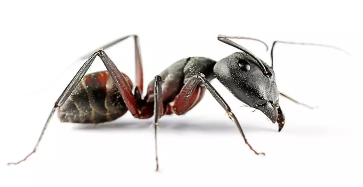 Foto číslo 3 - Zákony Anthill: Jak se mravenci naučili pracovat s abstraktními koncepty a zvolit povolání