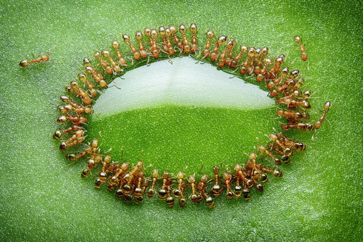 Fotografija №4 - Zakoni mravinjaka: kao mravi naučeni za rad s apstraktnim konceptima i izabrati profesiju